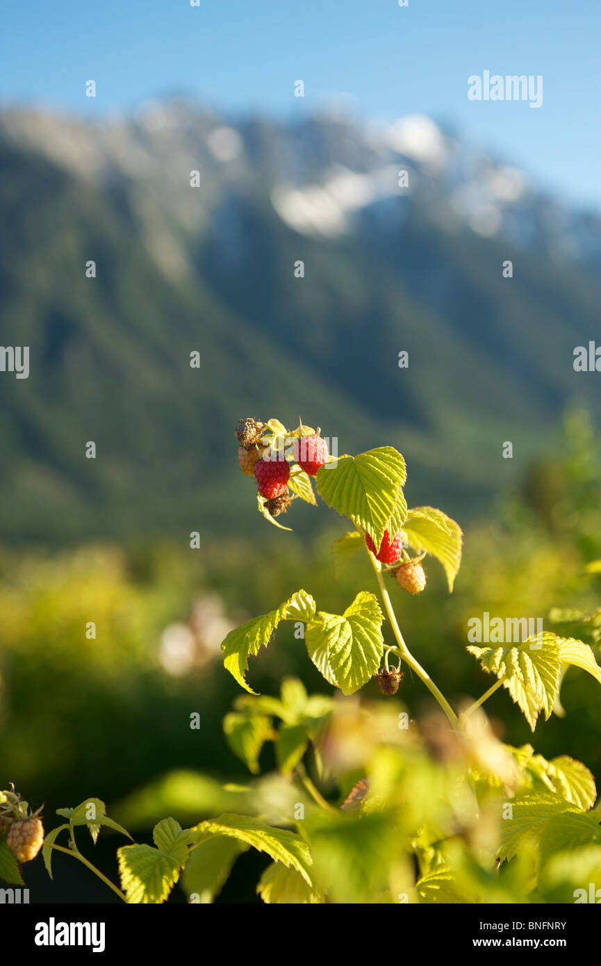 Mt Currie High Resolution Stock Photography and Images - Alamy