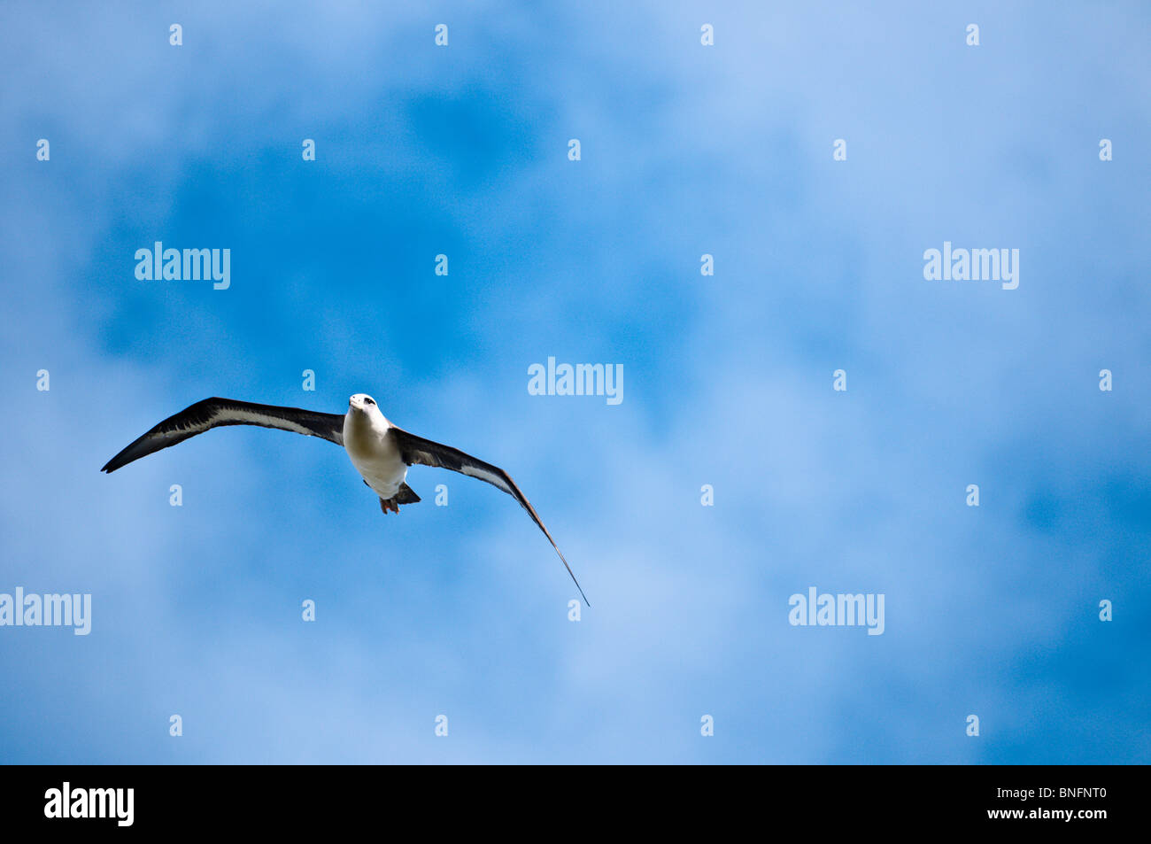 Flying Laysan Albatross, Kilauea National Wildlife Refuge, Kauai ...