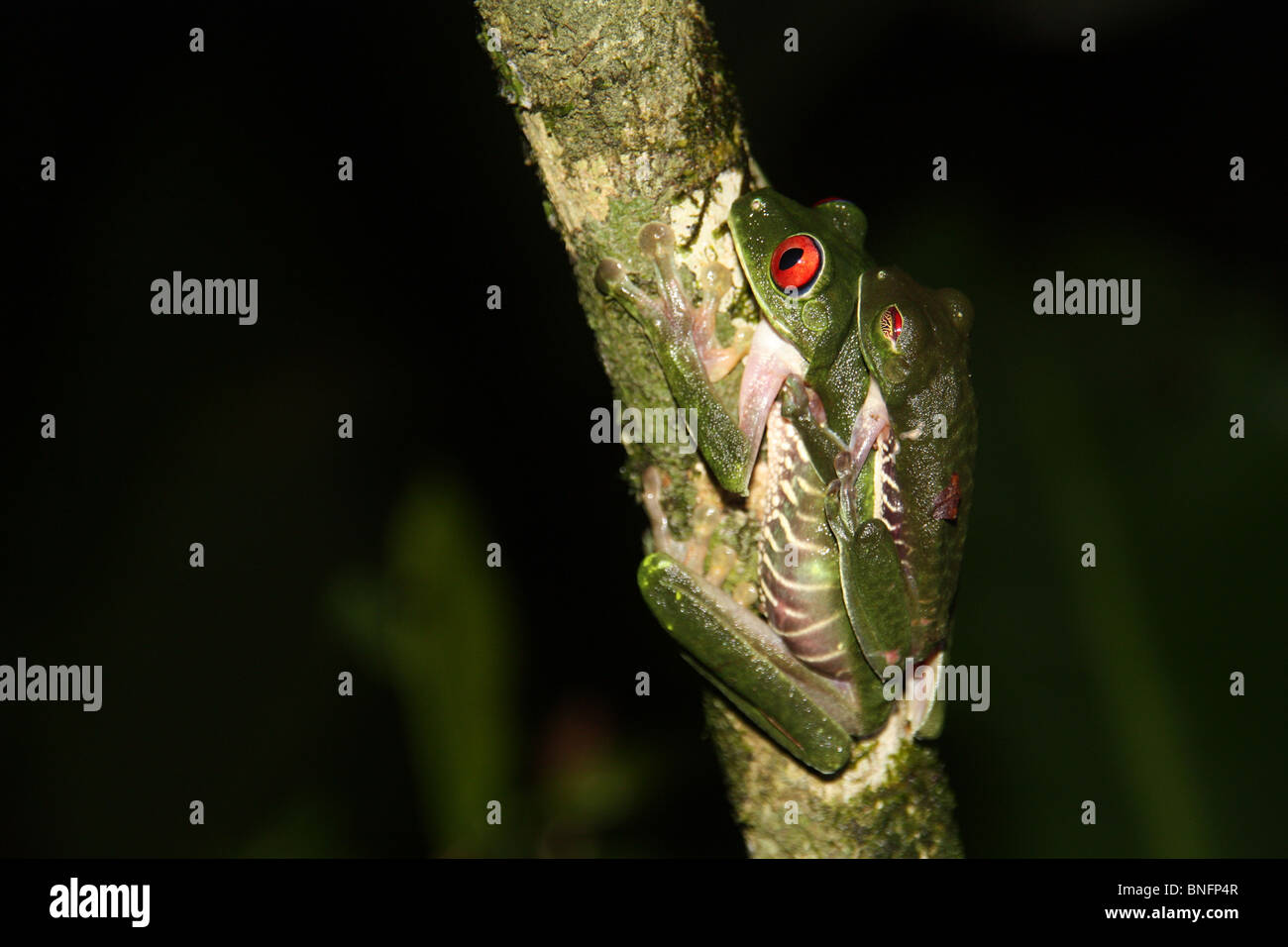 Mating pair red eyed tree frogs hi-res stock photography and images - Alamy