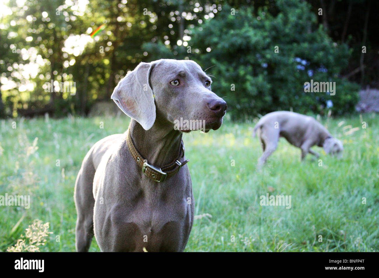 Weimaraner Dog Breed High Resolution Stock Photography and Images - Alamy
