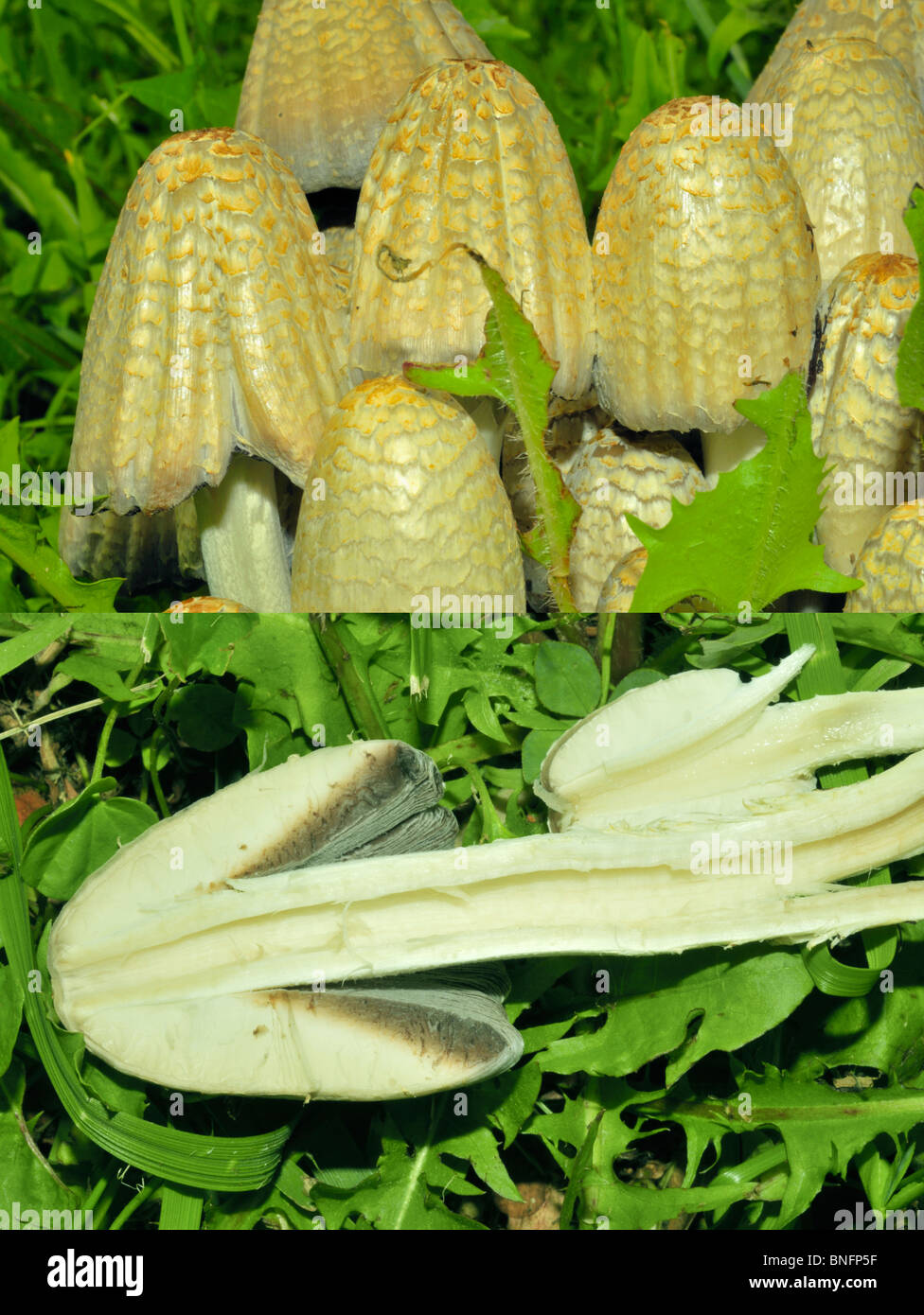 Coprinus picaceus mushrooms with view of cross section Stock Photo - Alamy