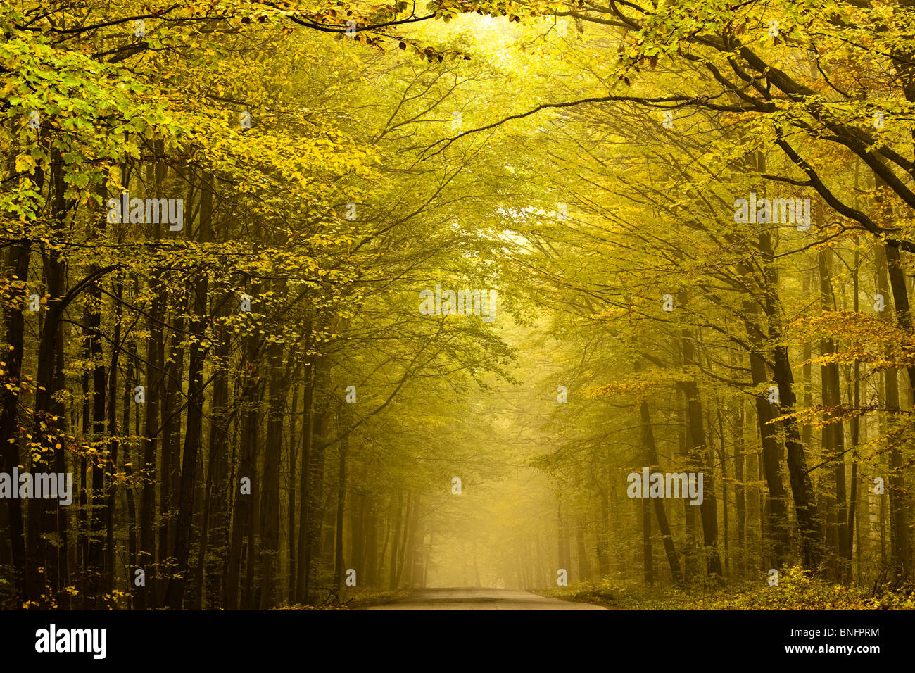 Disappearing in nature hi-res stock photography and images - Alamy