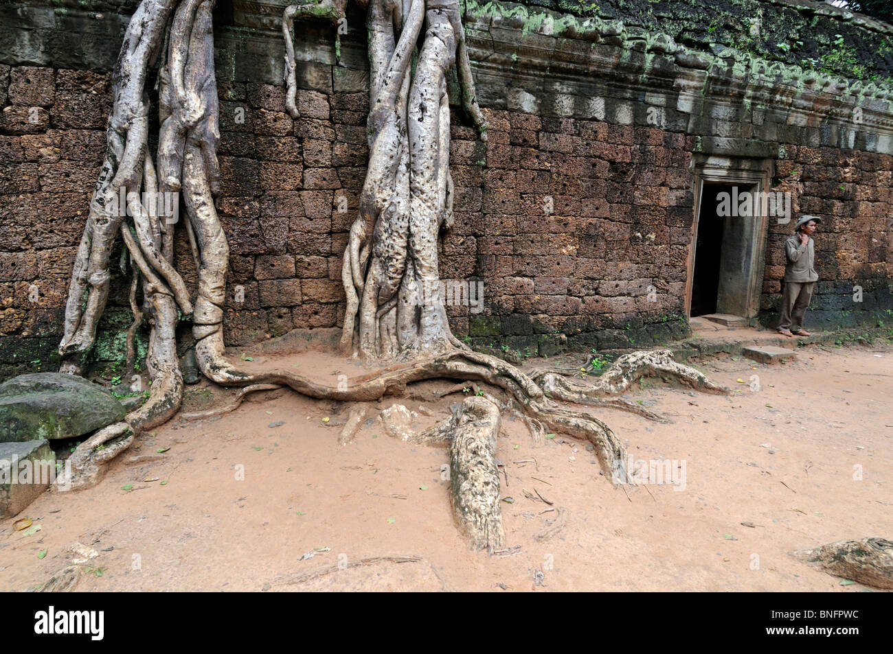Kapok Trees (Ceiba pentandra) invading Ta Prohm Temple, Angkor ...