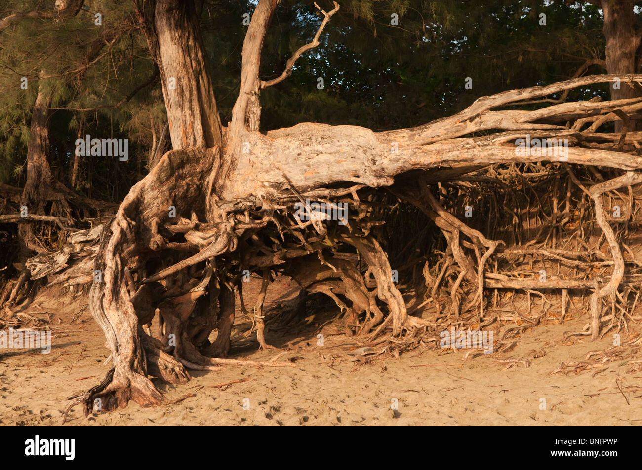 Ironwood tree hi-res stock photography and images - Alamy
