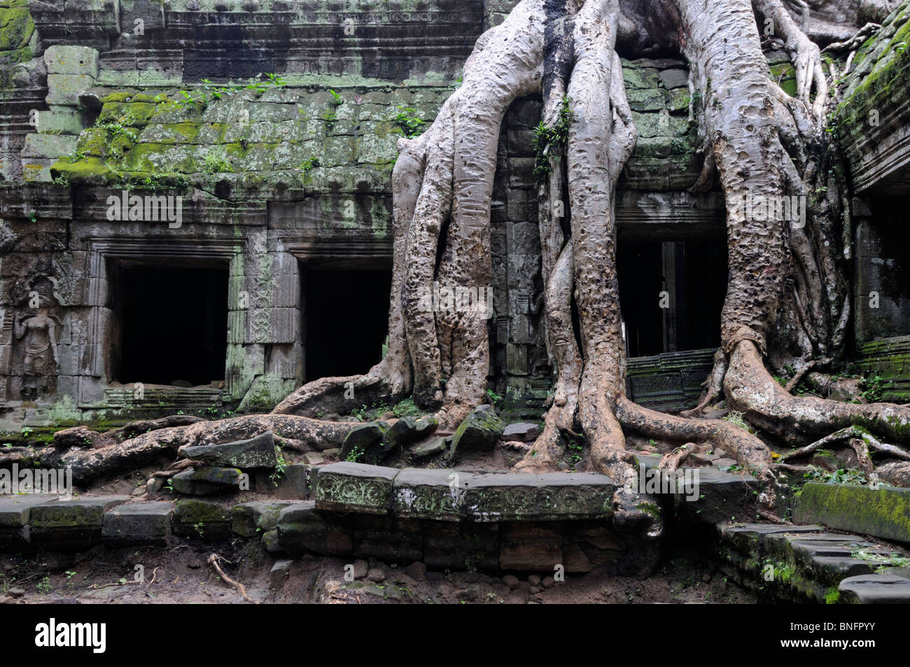 Kapok tree unesco hi-res stock photography and images - Alamy