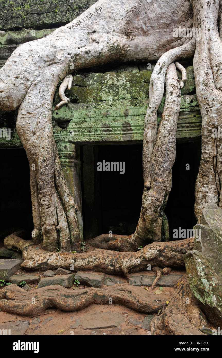 Silk Cotton Tree (Ceiba pentandra) on the wall of Ta Prohm Temple ...