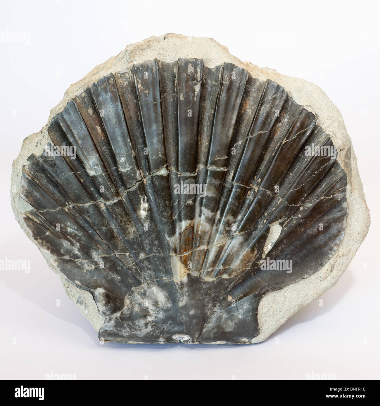 Pretty Shell Fossils