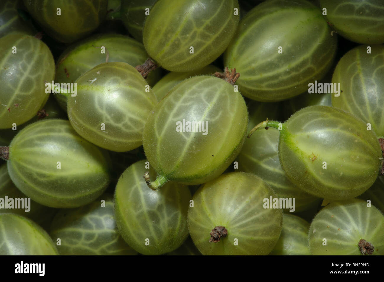Fruit gooseberry hi-res stock photography and images - Alamy