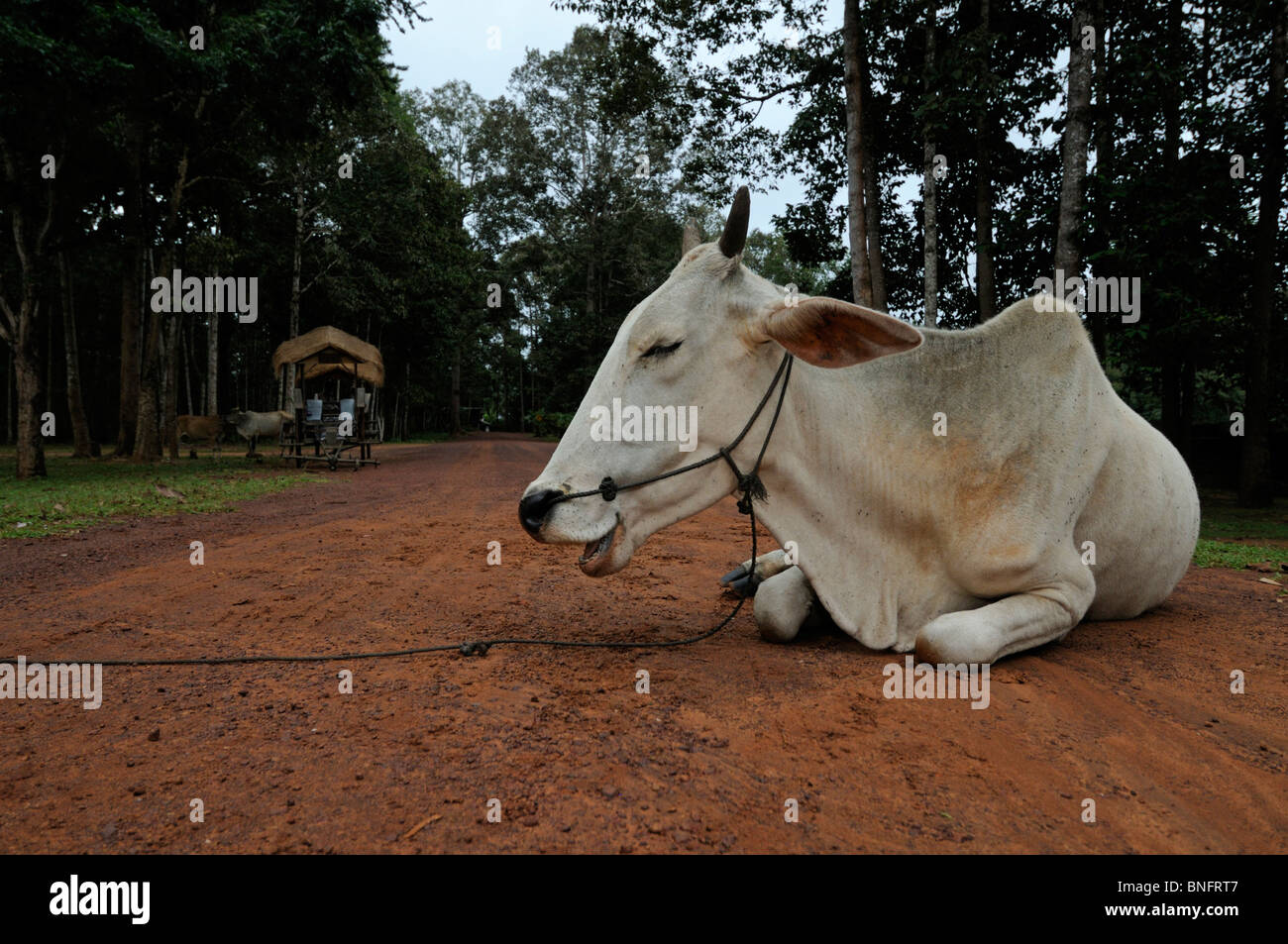 Cambodia cattle cow hi-res stock photography and images - Alamy
