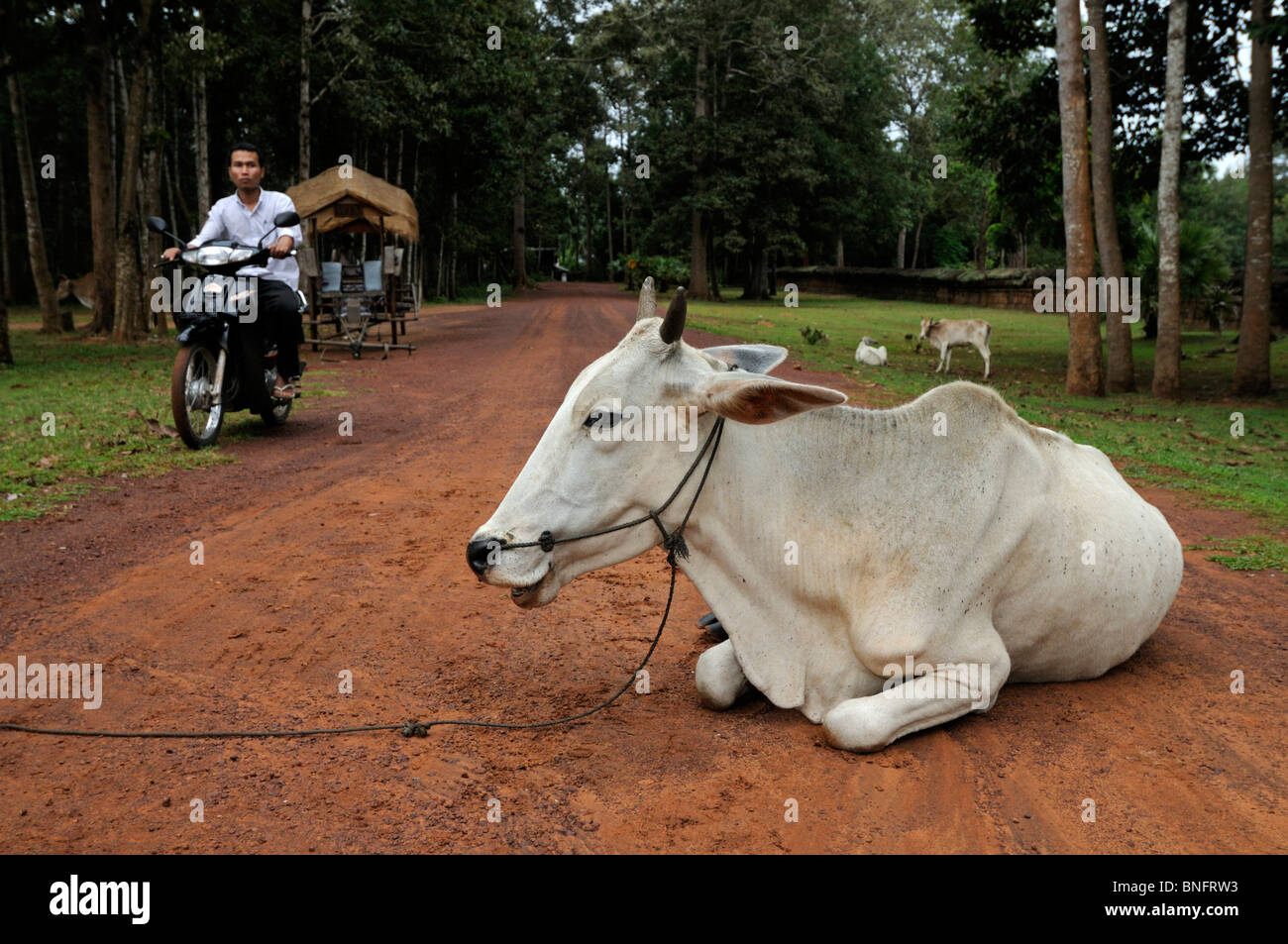 White cow and motorcycle hi-res stock photography and images - Alamy