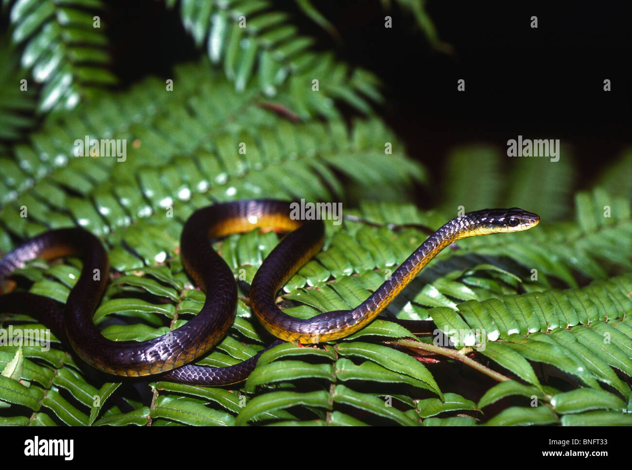 Green tree snake (Dendrelaphis punctulata) on a fern frond, Paluma ...