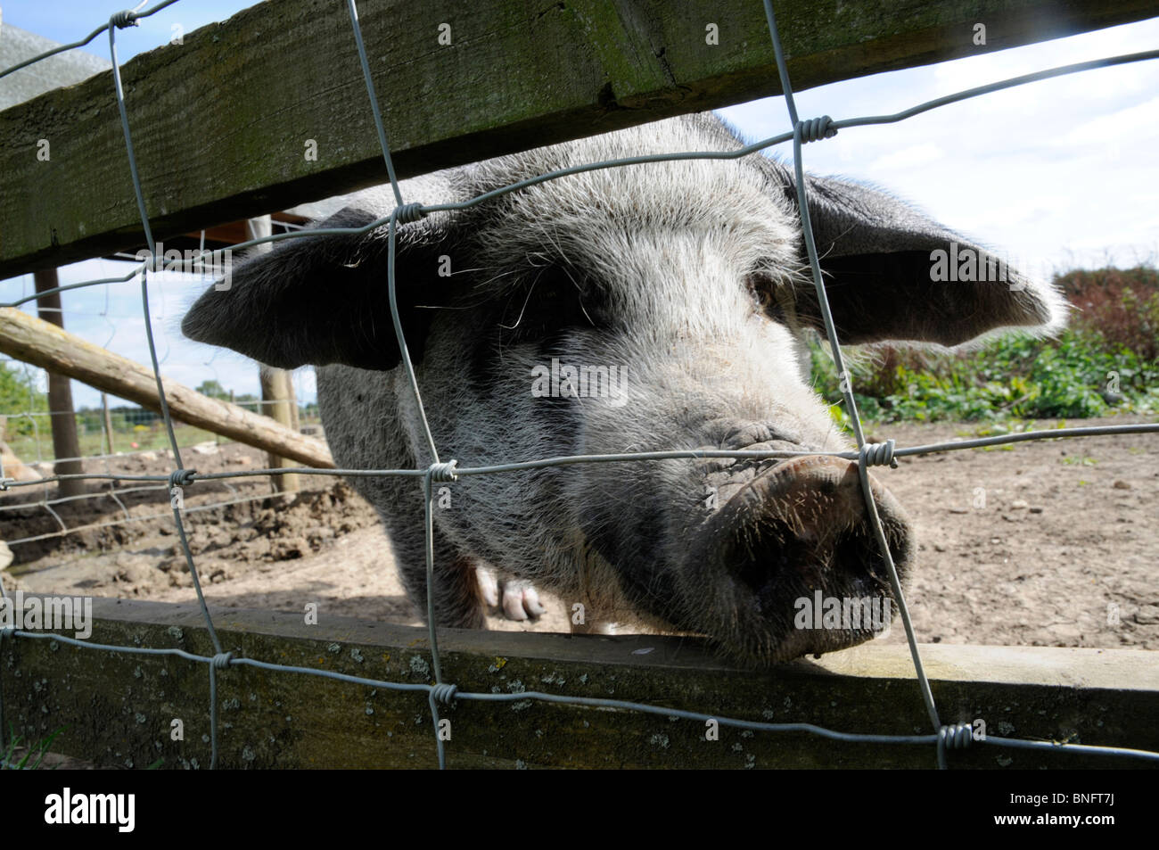 Pig fence hi-res stock photography and images - Alamy