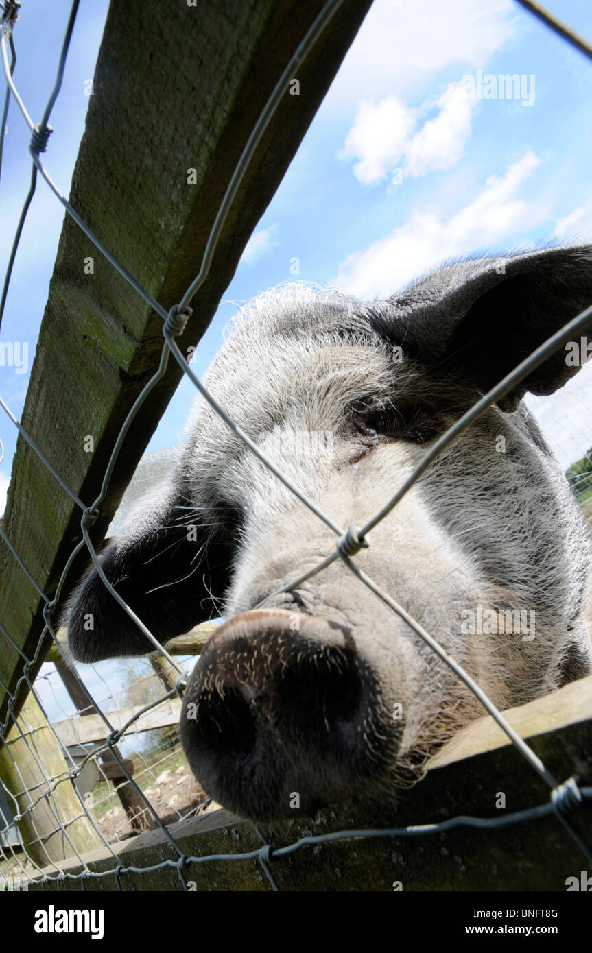 Ginger Pig looking through fence Stock Photo - Alamy