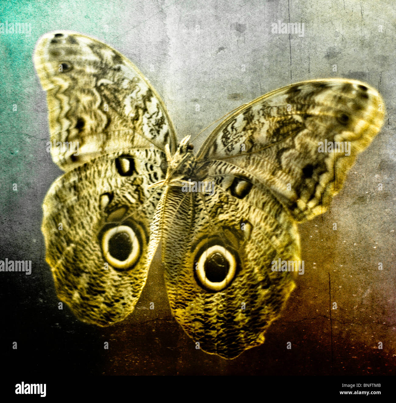 Creative image of a mounted exotic butterfly Stock Photo - Alamy