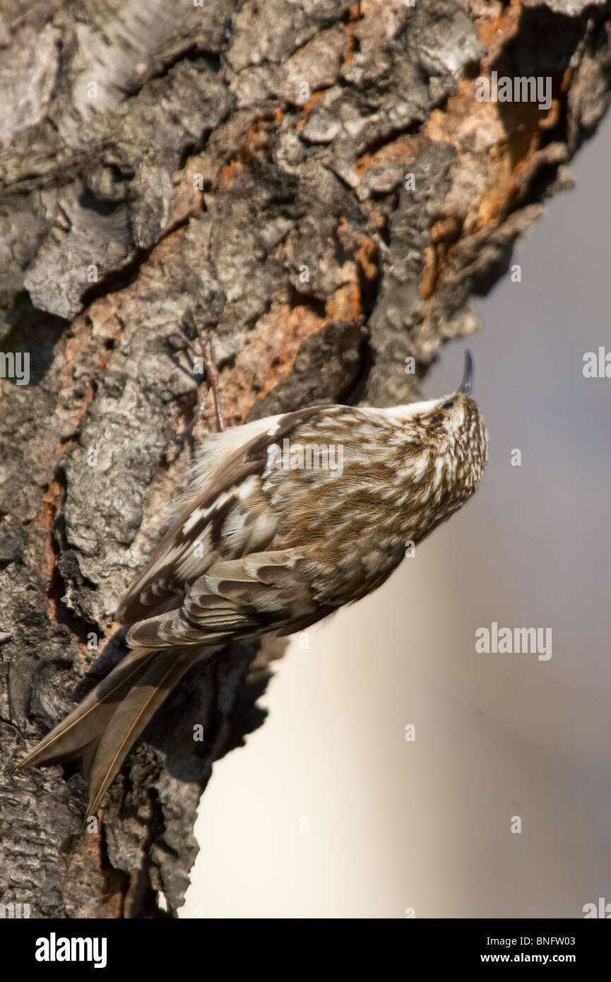 Brown creeper bird creeping on trunk tree hi-res stock photography and ...