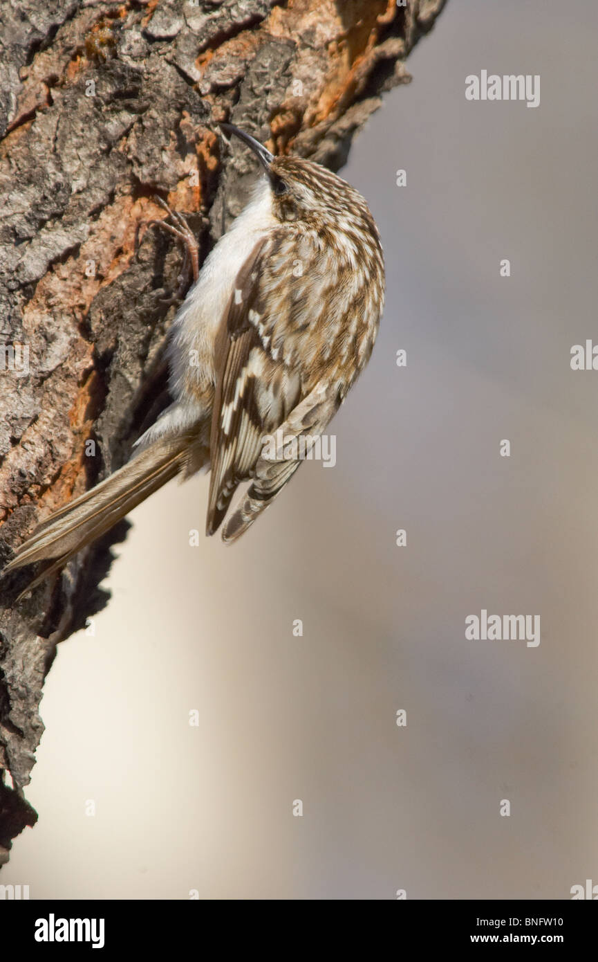 Brown creeper bird creeping on trunk tree hi-res stock photography and ...