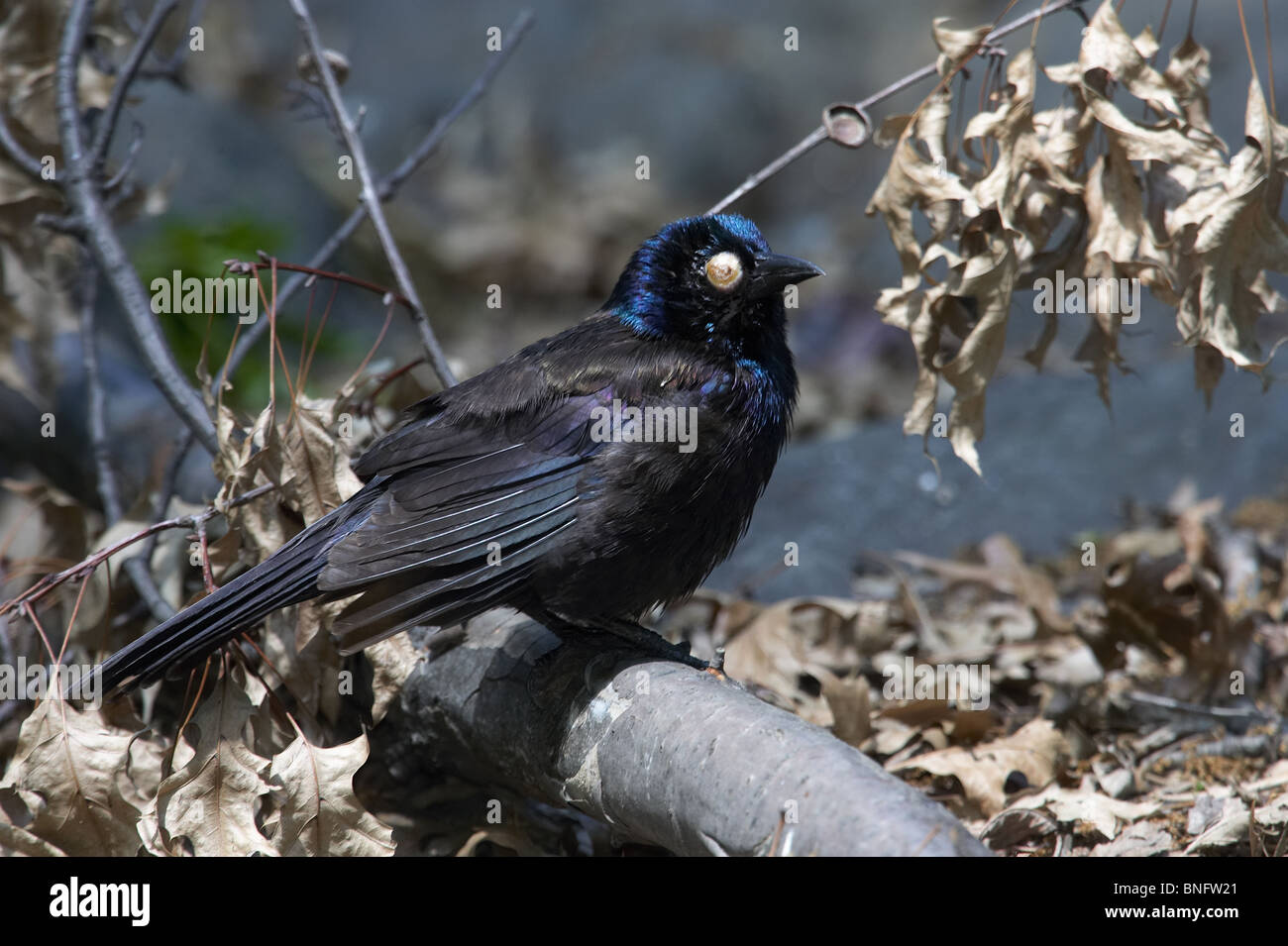 Common Grackle Showing Avian Pox Lesion Stock Photo - Alamy