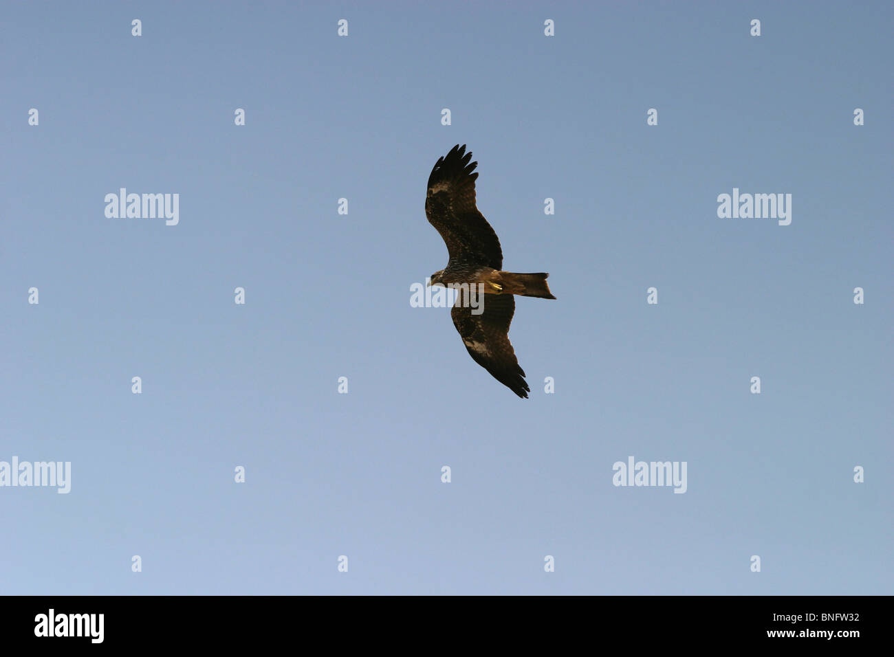 Predatory bird above Jaisalmer, Rajasthan, India Stock Photo - Alamy