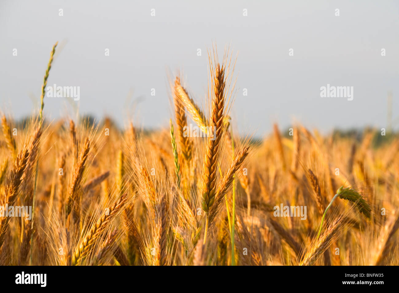 rye at sunset Stock Photo - Alamy