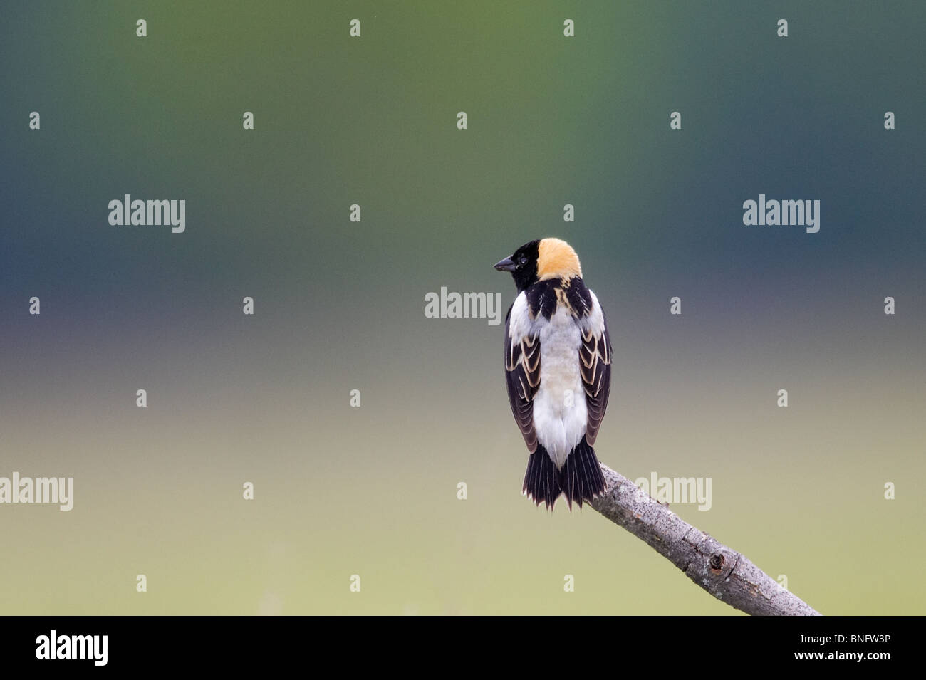 Adult male Bobolink Perched Stock Photo - Alamy
