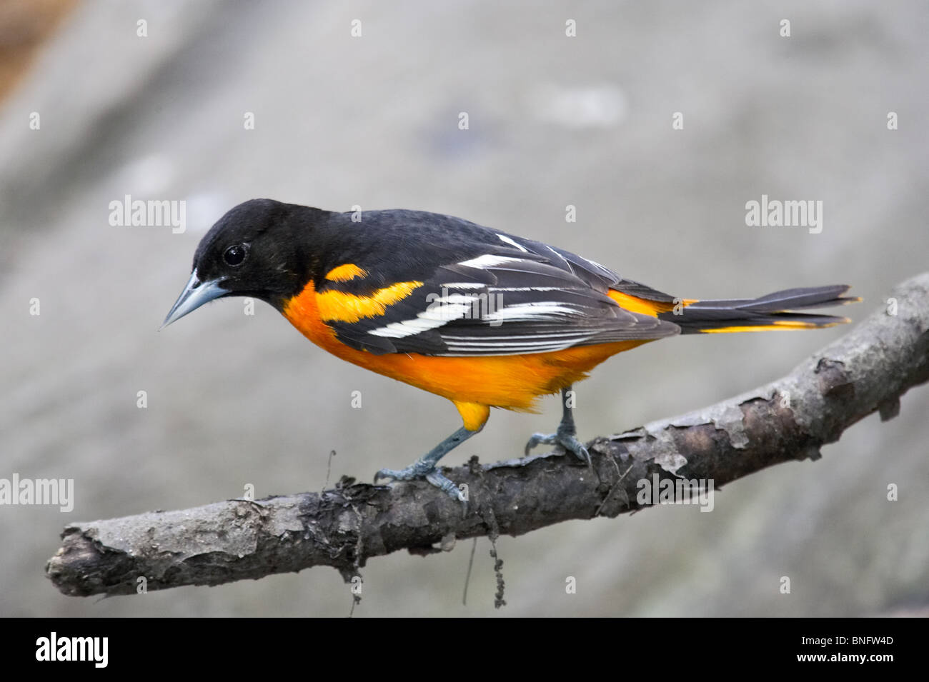 Male baltimore oriole hi-res stock photography and images - Alamy
