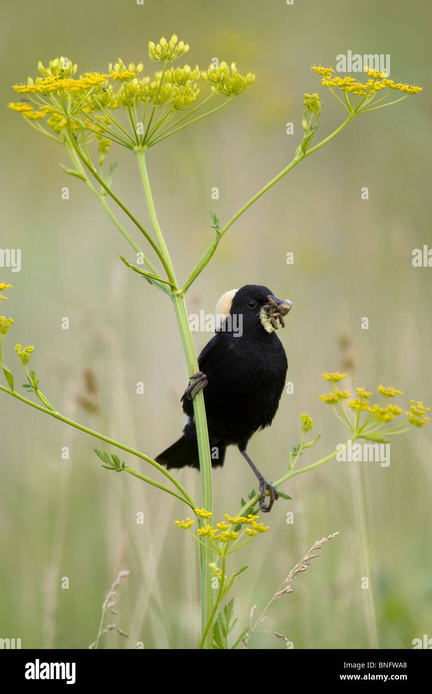 Bobolink with insects hi-res stock photography and images - Alamy