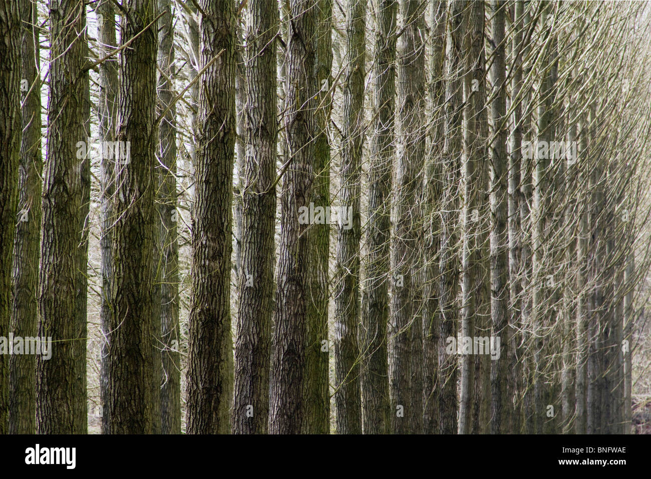 Umberslade an avenue of poplar trees road lane Stock Photo - Alamy