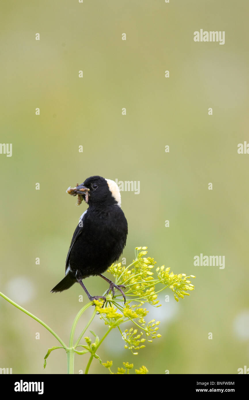 Adult male Bobolink Perched with Insects in Beak Stock Photo - Alamy