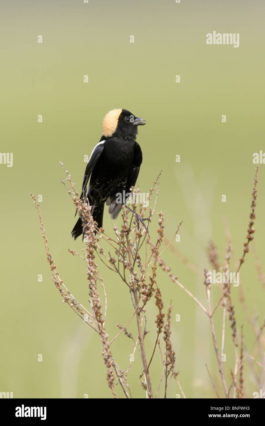 Adult male Bobolink Perched Stock Photo - Alamy