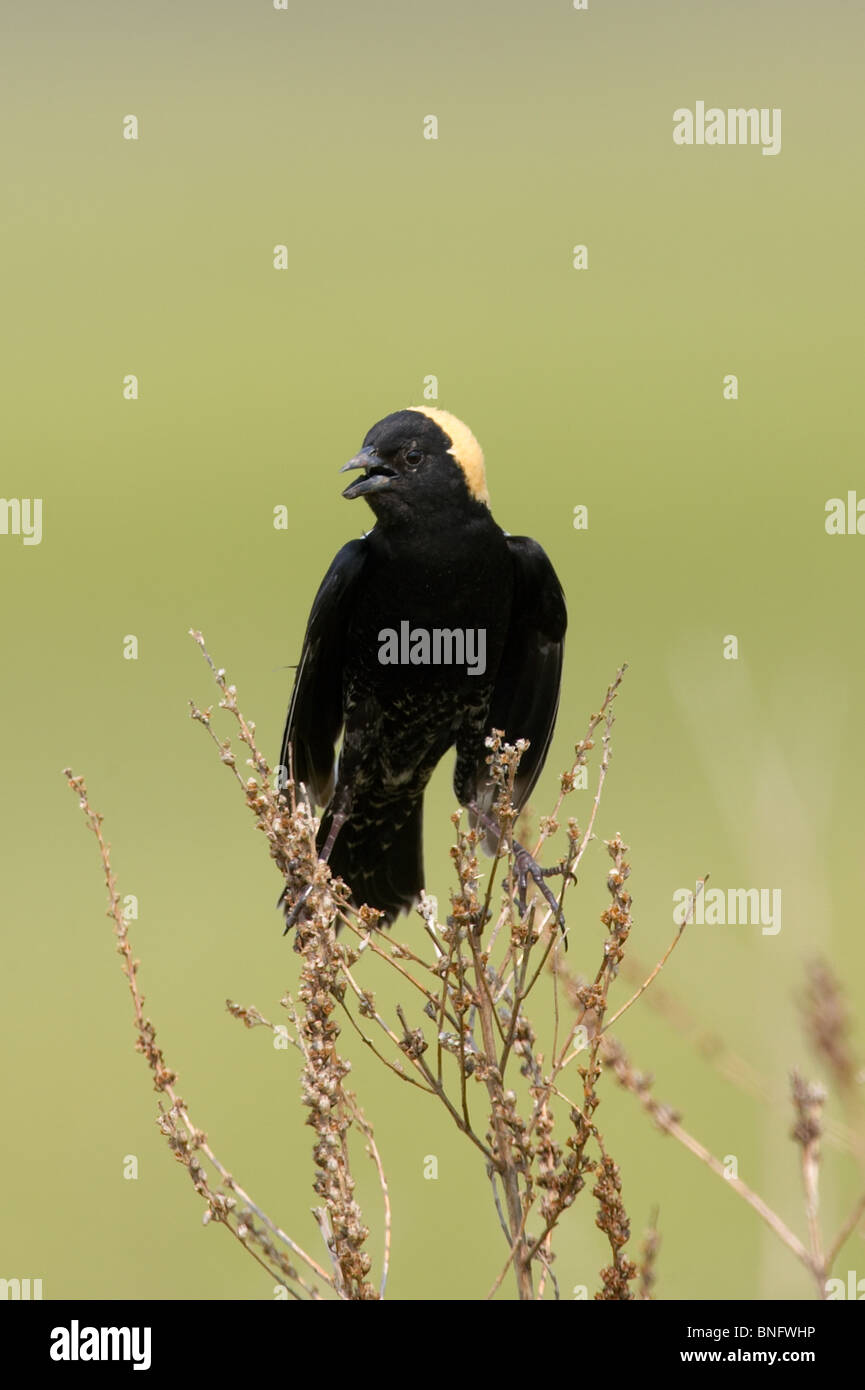 Bobolink hi-res stock photography and images - Alamy