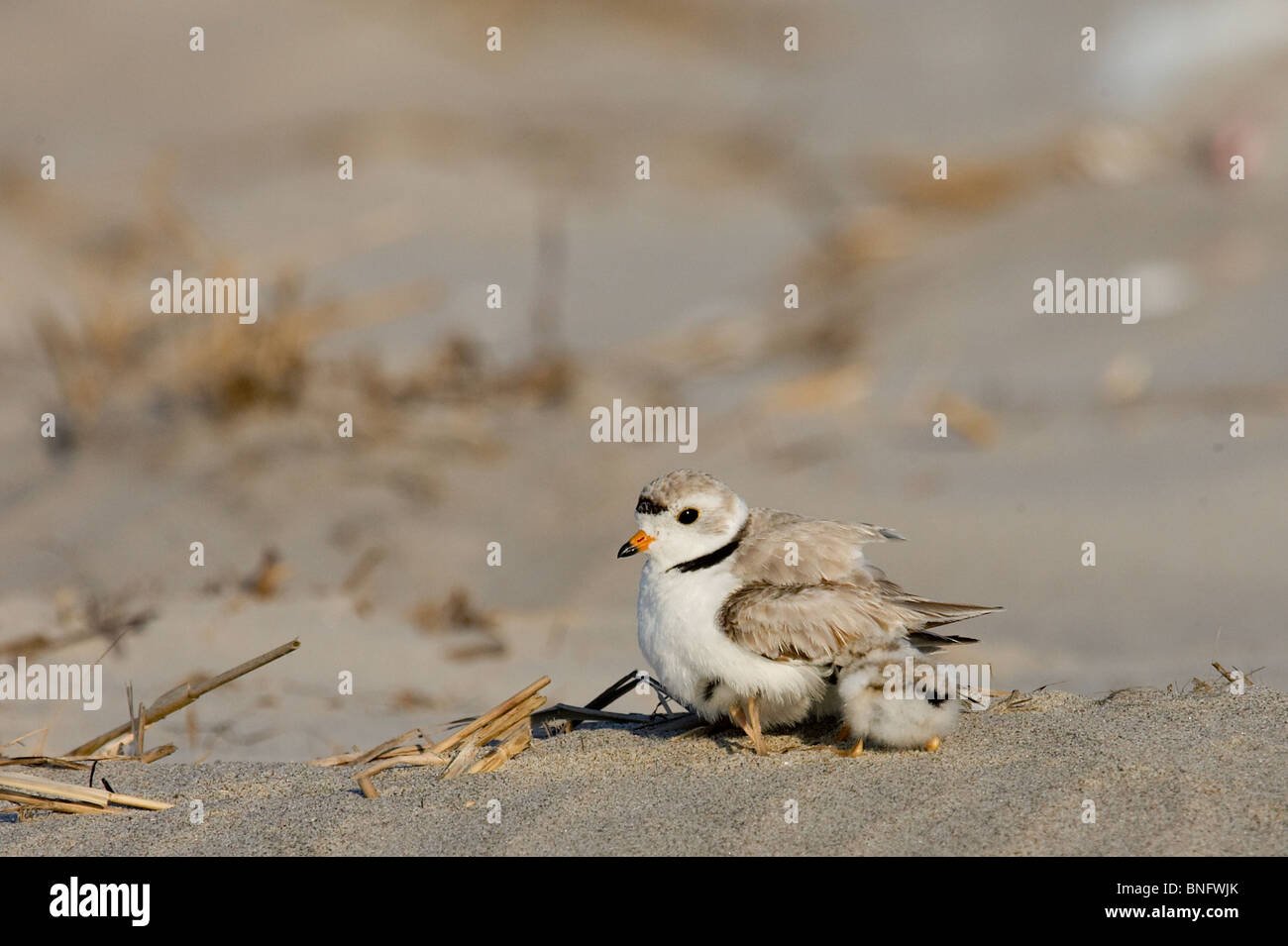 Adult Piping Plover and Chick Stock Photo - Alamy