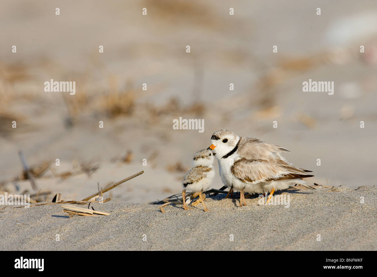 Adult Piping Plover and Chick Stock Photo - Alamy