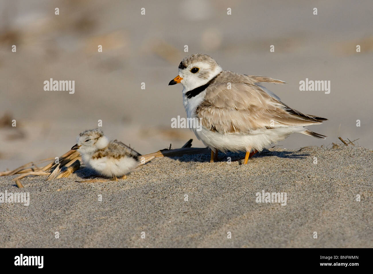 Adult Piping Plover and Chick Stock Photo - Alamy