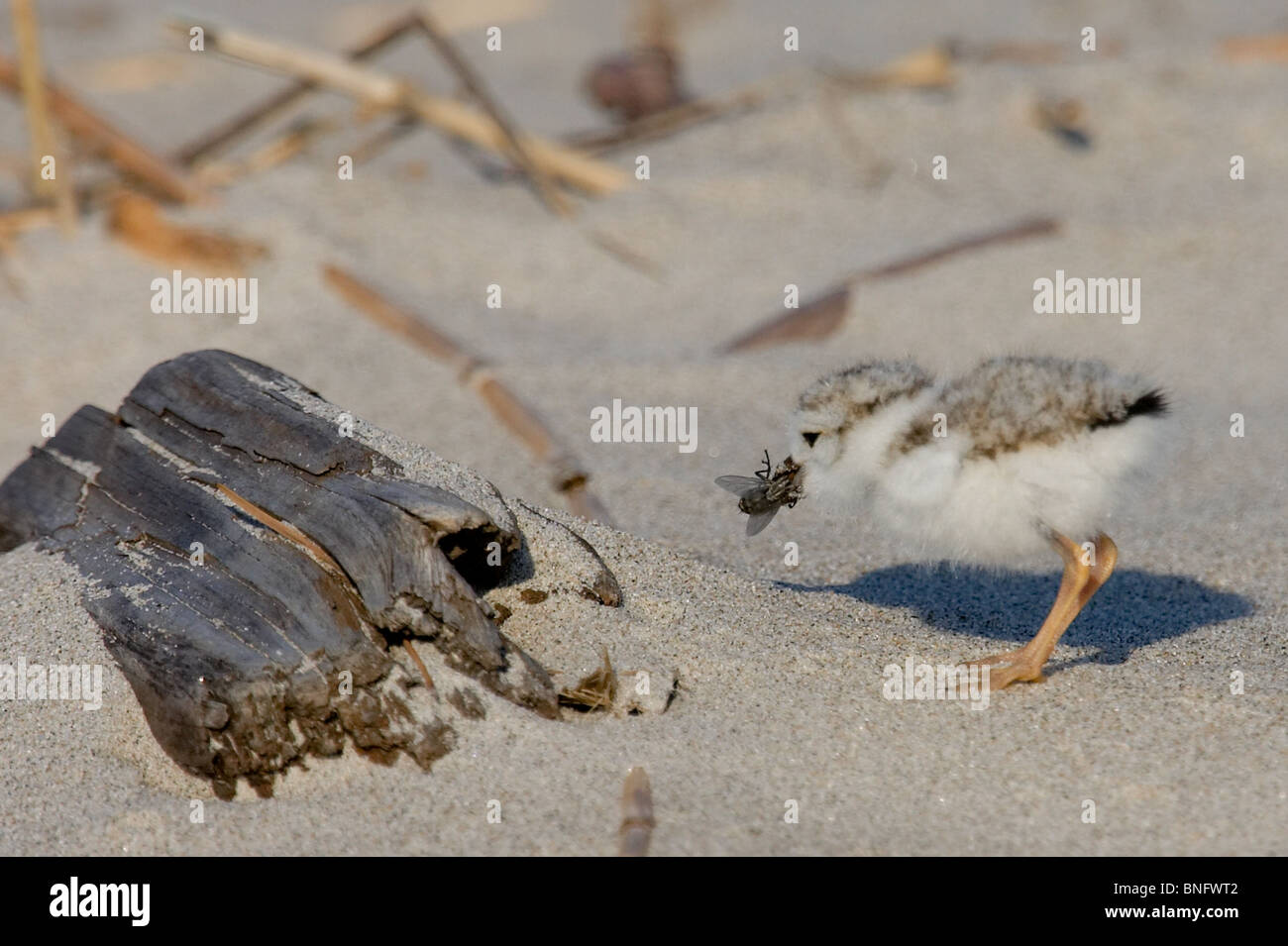Piping Plover Chick Eating an Insect Stock Photo - Alamy
