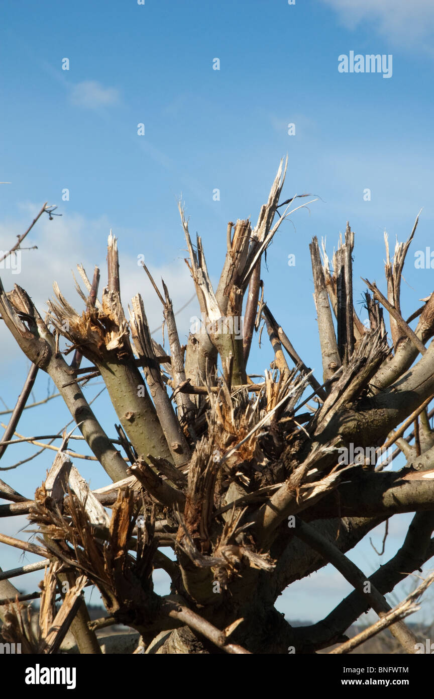 Crudely cut hi-res stock photography and images - Alamy