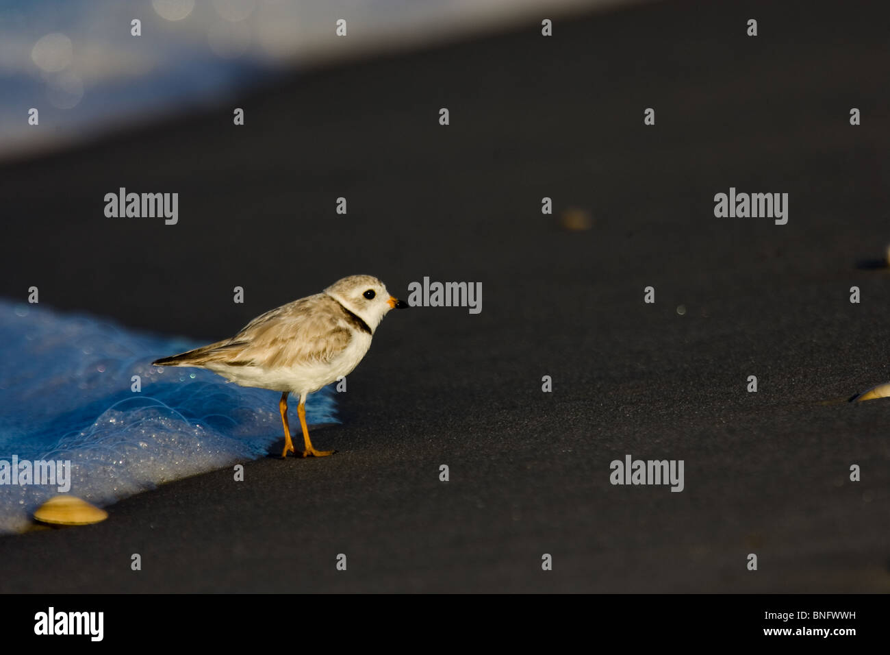Adult plover hi-res stock photography and images - Alamy
