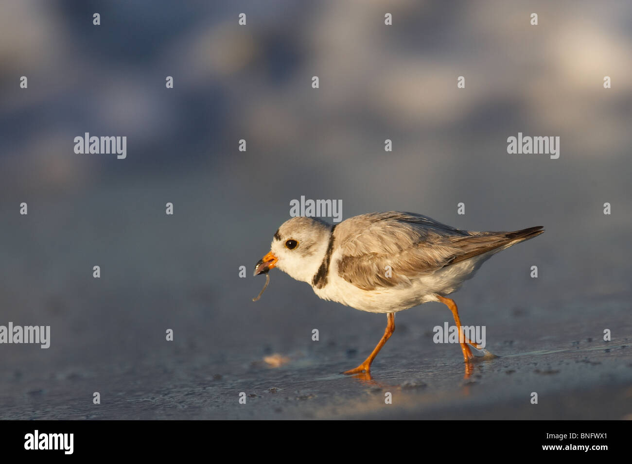 Adult Piping Plover Feeding on the Beach at Dawn Stock Photo - Alamy