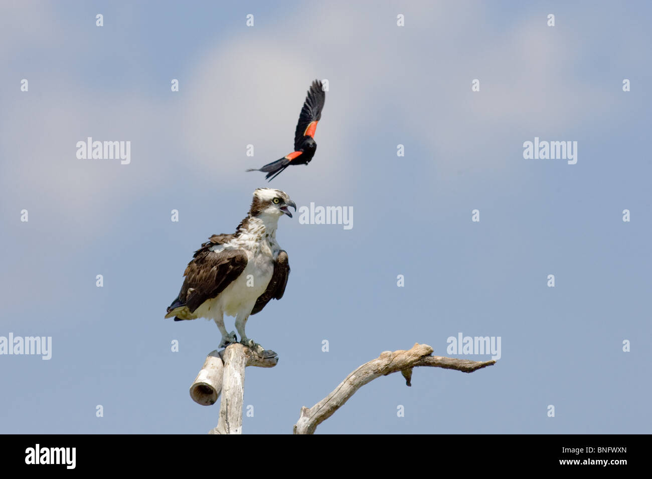 Osprey attacking High Resolution Stock Photography and Images - Alamy