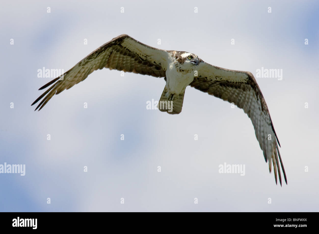 Osprey in Flight Stock Photo - Alamy