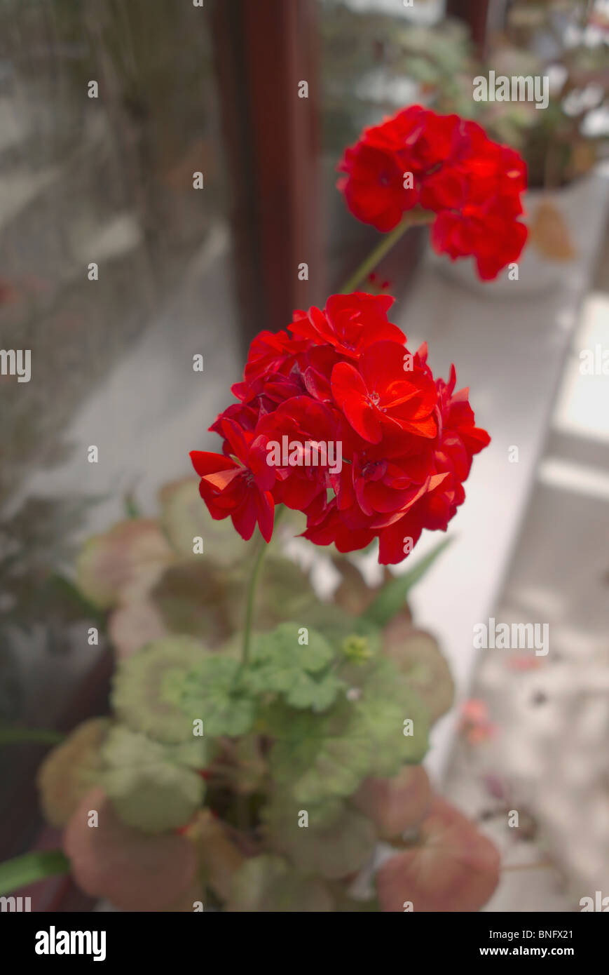 a red geranium in a conservatory Stock Photo - Alamy