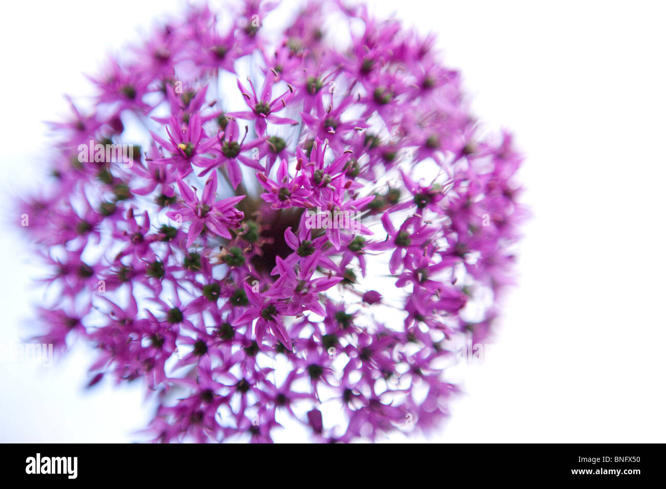 Single allium flower hi-res stock photography and images - Alamy