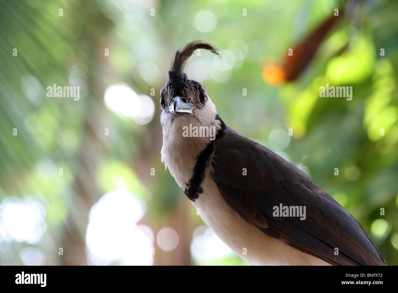 White-throated magpie jay, Calocitta Formosa, Samara Beach in Costa ...