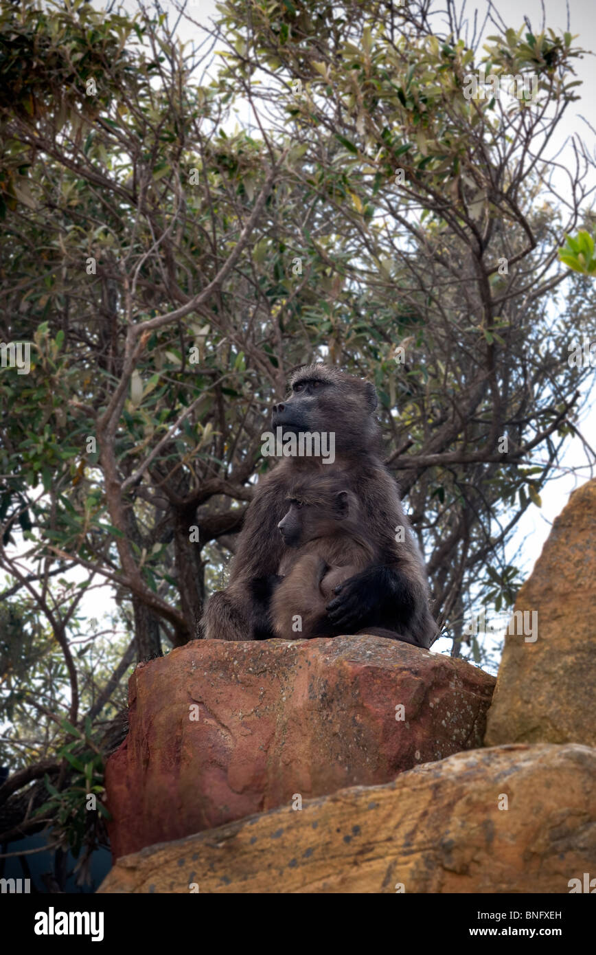 Baboons at Cape Point South Africa Stock Photo - Alamy