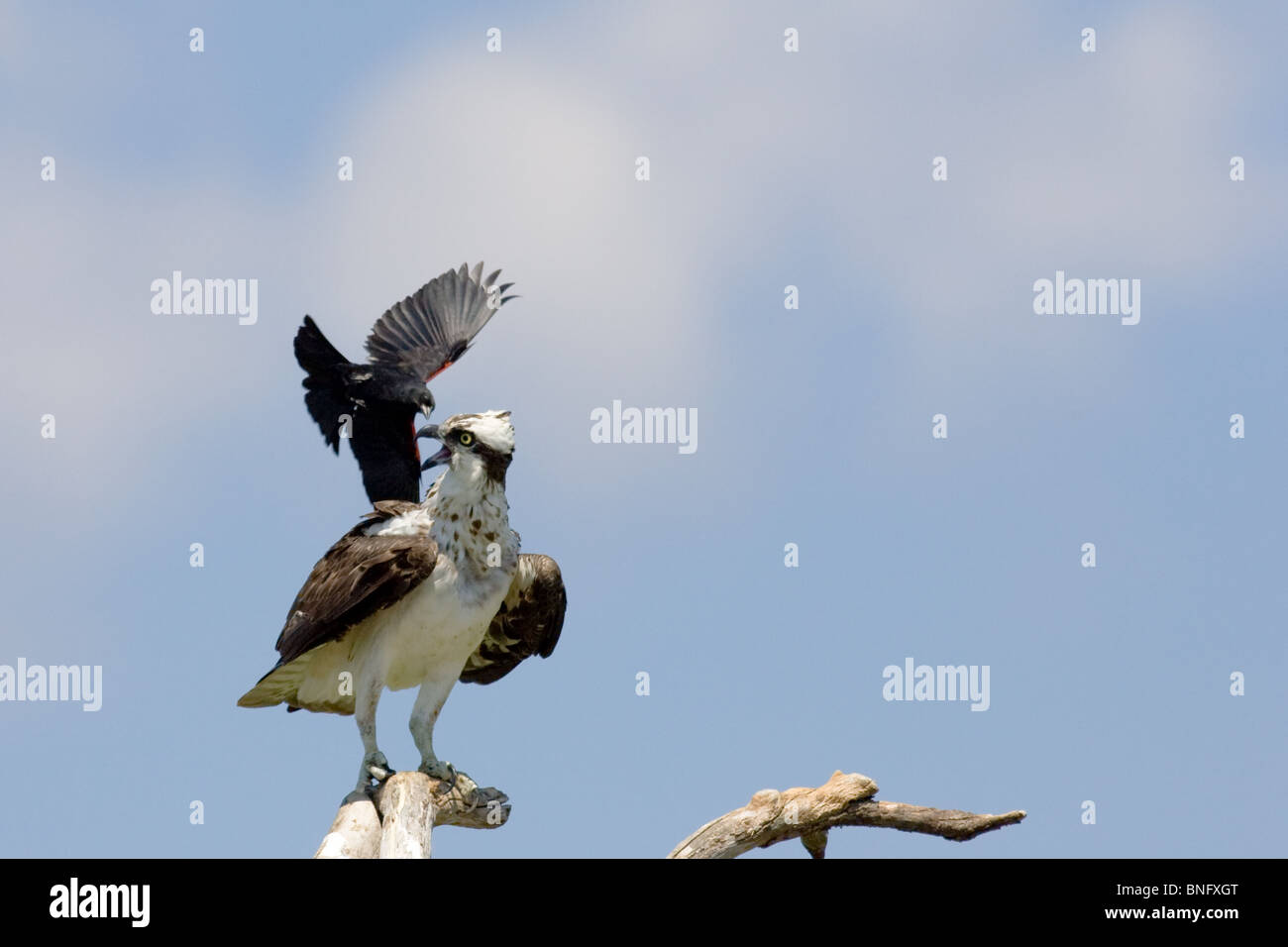 Osprey attacking hi-res stock photography and images - Alamy