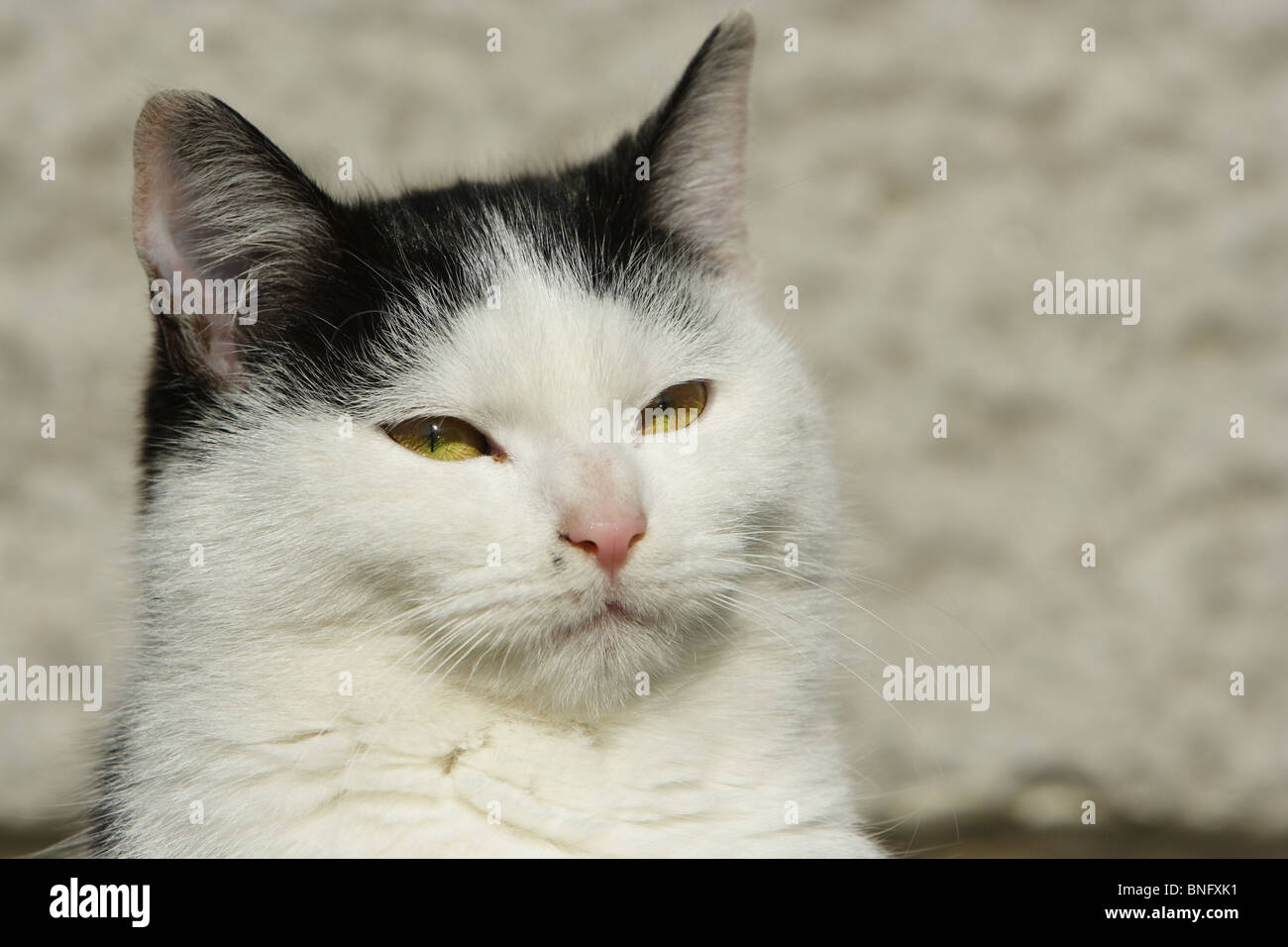 Fat kitty cat hi-res stock photography and images - Alamy