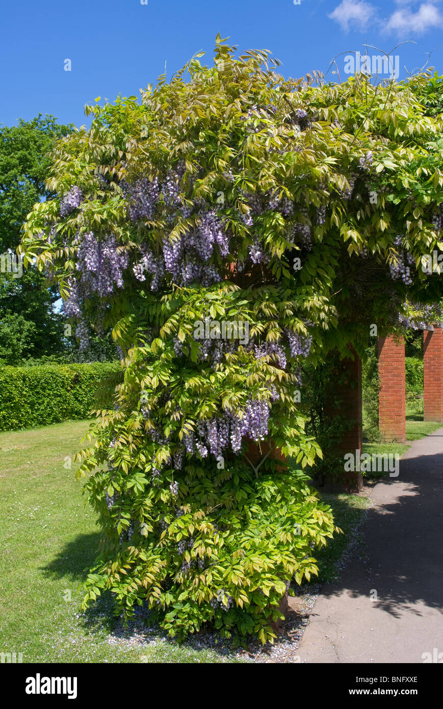 wisteria on a pergola in a garden Stock Photo - Alamy