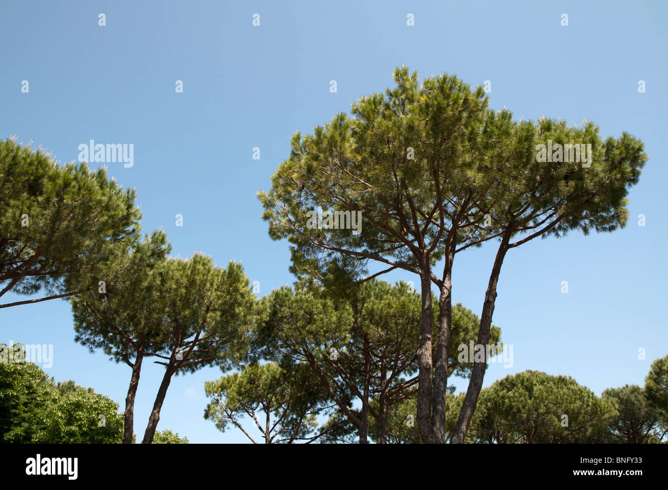 Italian pine tree hi-res stock photography and images - Alamy