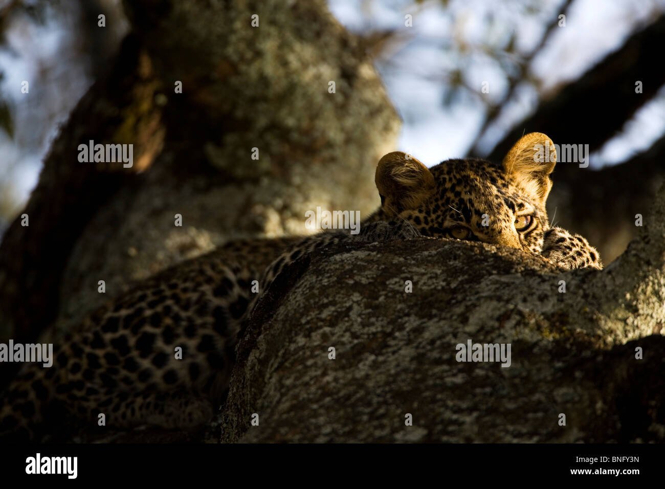 Leopard on tree masai hi-res stock photography and images - Alamy