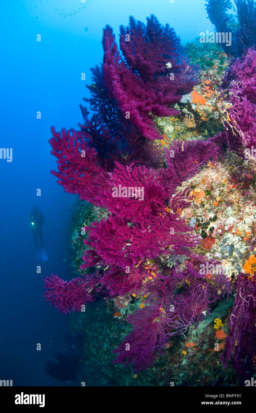 Scuba diver observing colorful gorgonian forest, Korcula Island ...