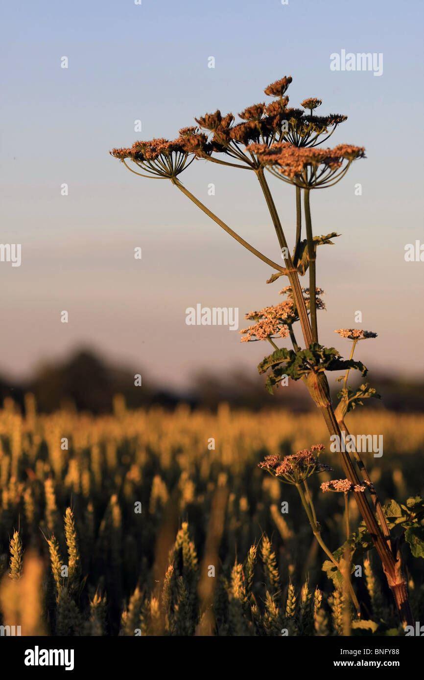 Tall crops hi-res stock photography and images - Alamy